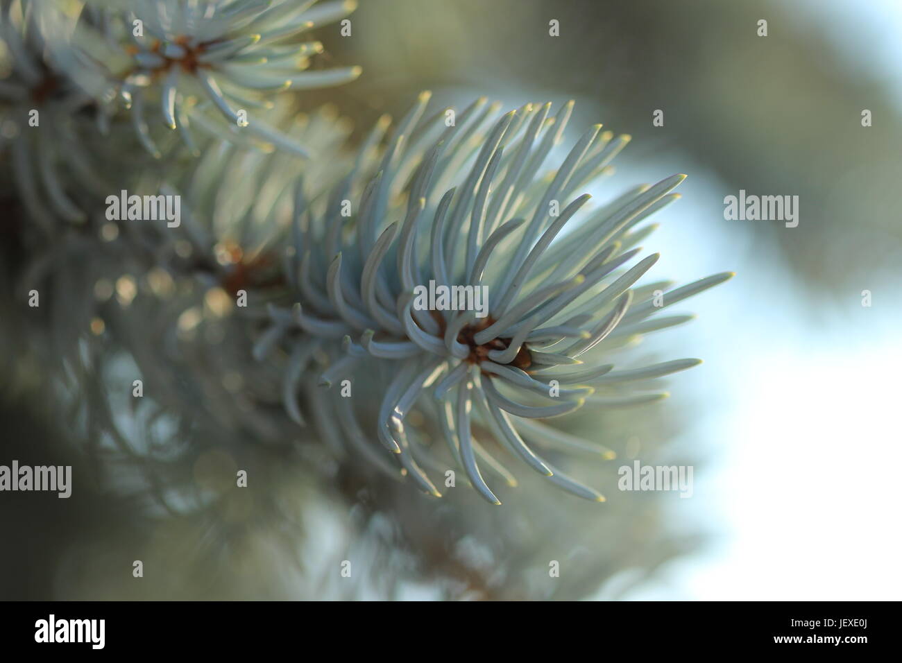Pine tree close-up Stock Photo - Alamy