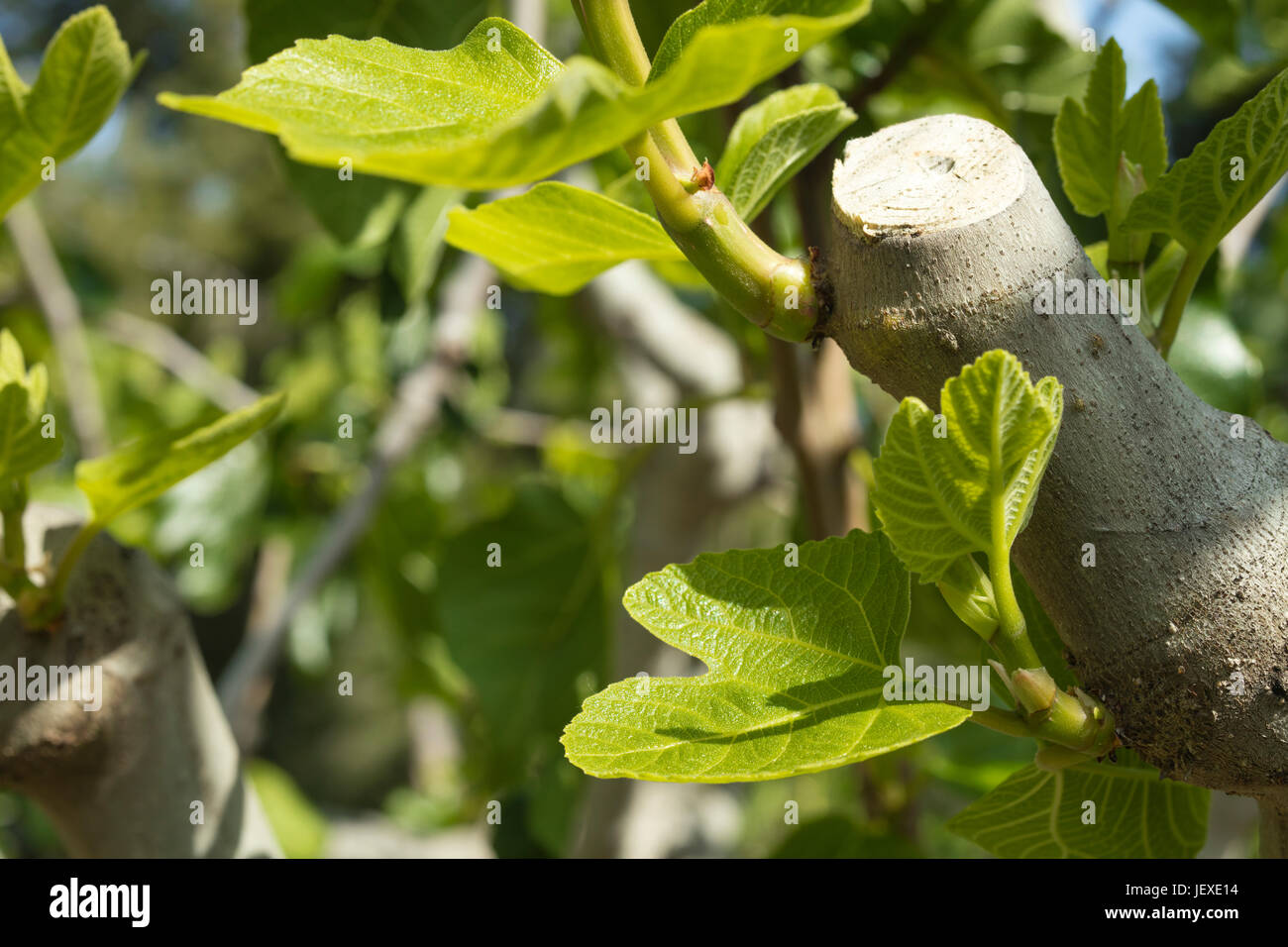 Tender sprout of fig tree Stock Photo - Alamy