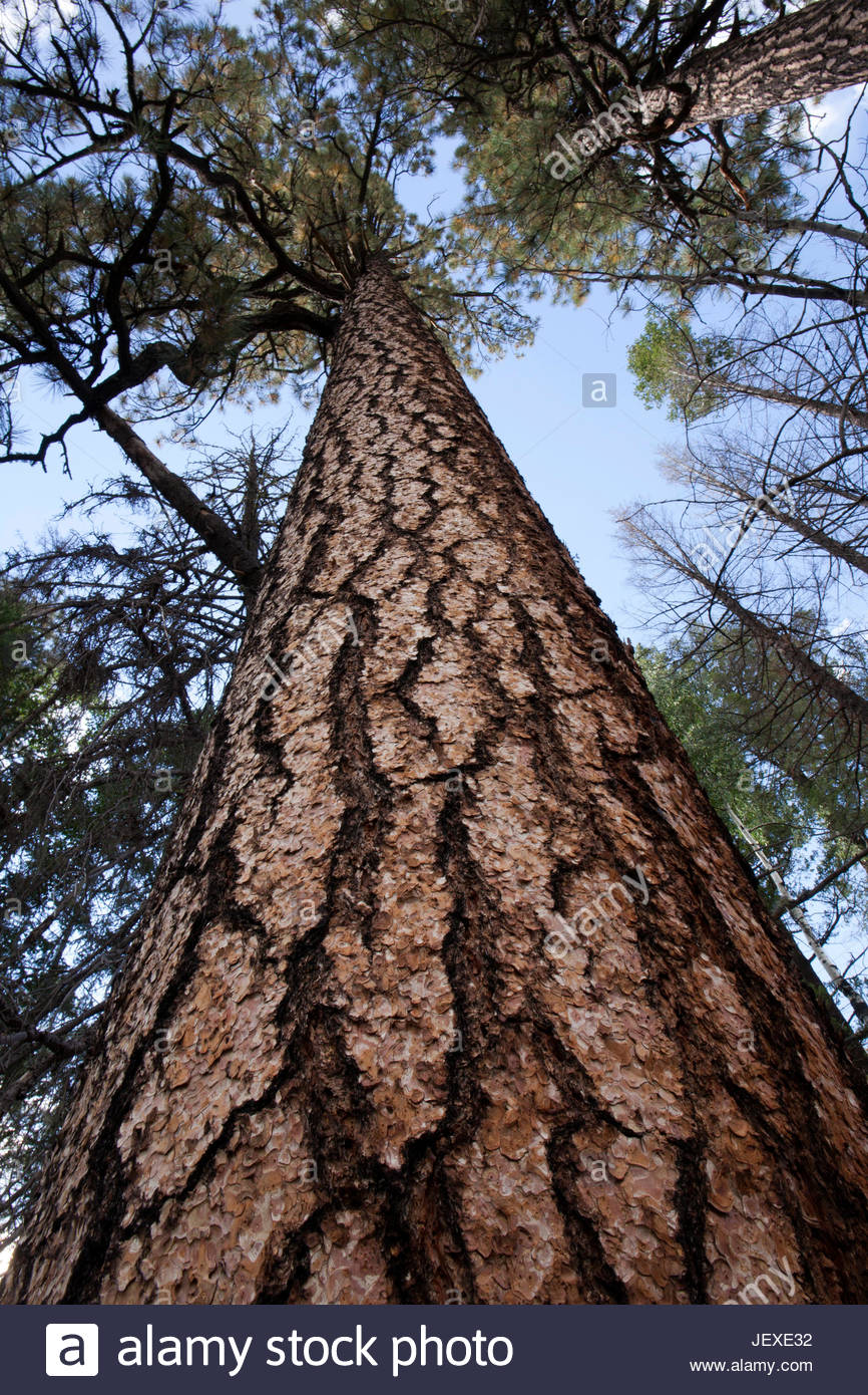 Indian Apache Stock Photos & Indian Apache Stock Images - Alamy