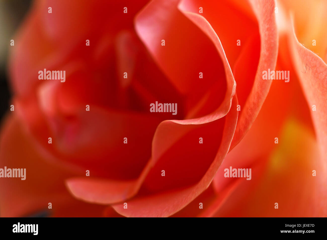 Petals of a rose f hi-res stock photography and images - Alamy