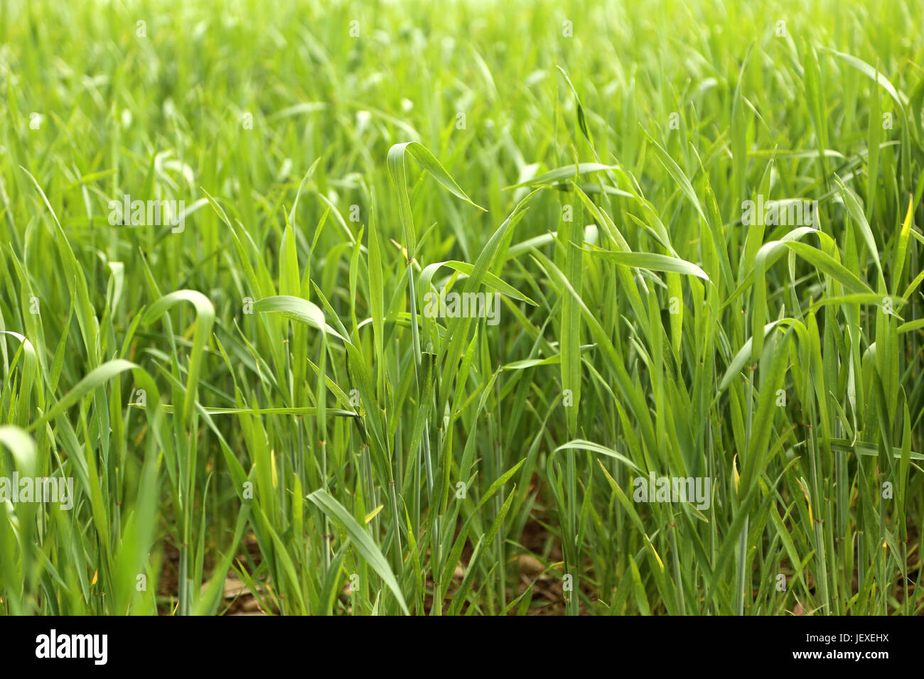 Micro natura hi-res stock photography and images - Alamy