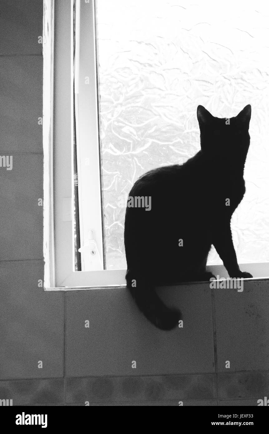 Front Sitting Cat Silhouette
