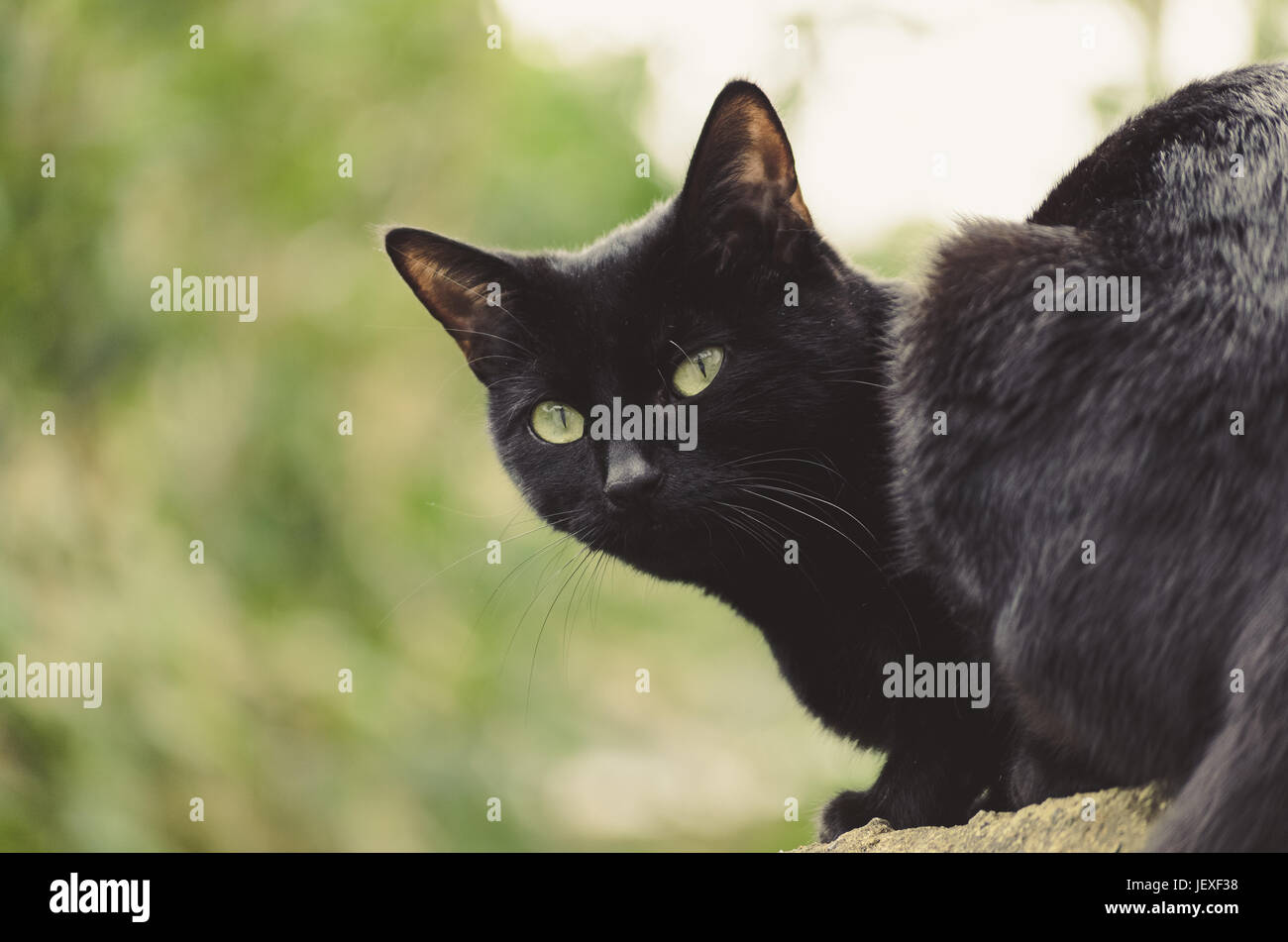black cat looking back over its shoulder with the natural green ...
