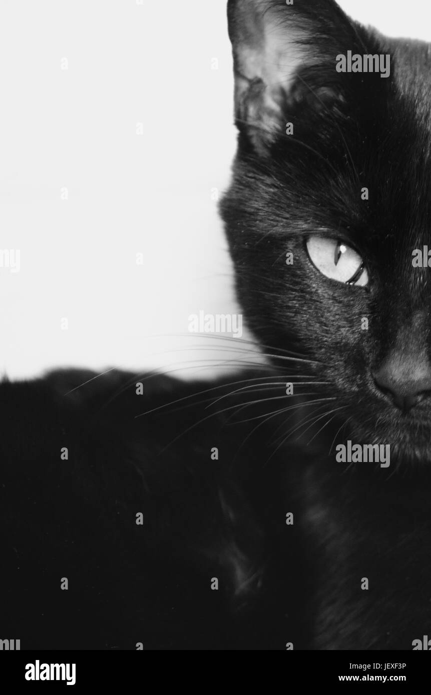 Pet side eye Black and White Stock Photos & Images - Alamy