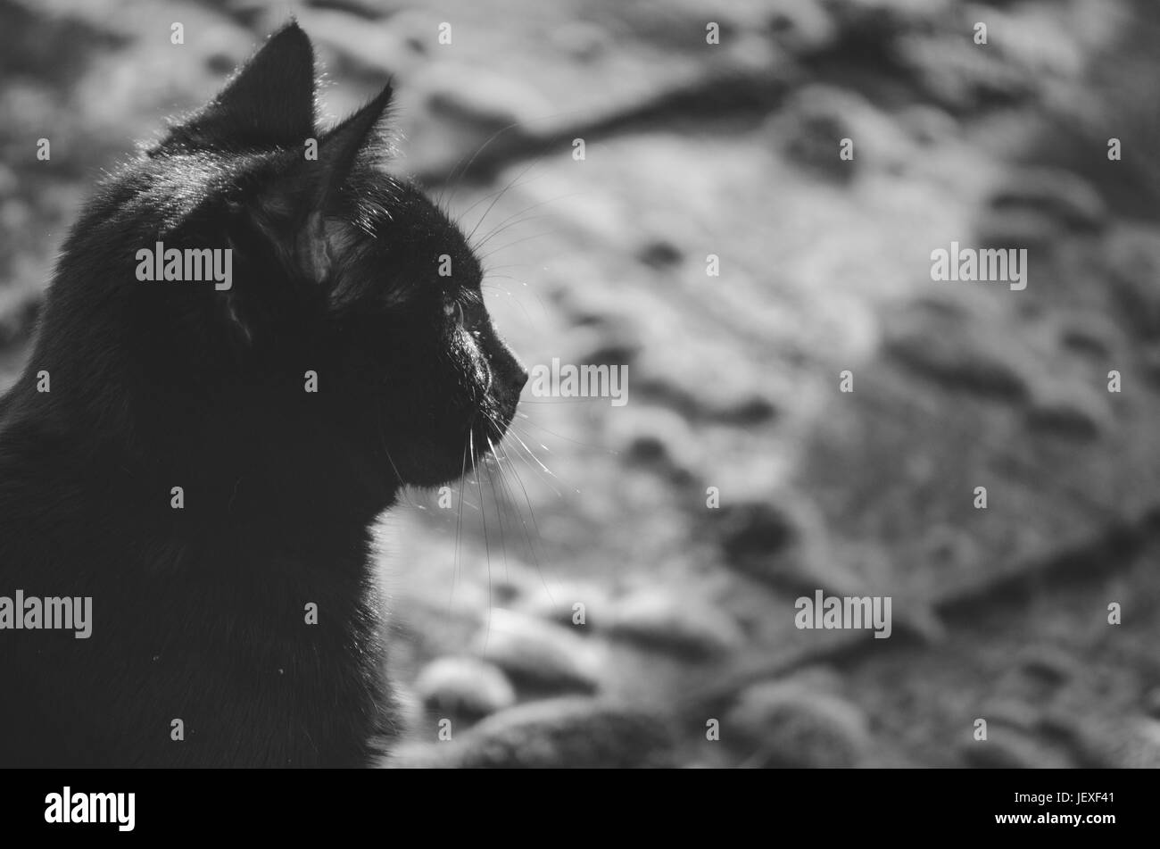 Pet side eye Black and White Stock Photos & Images - Alamy