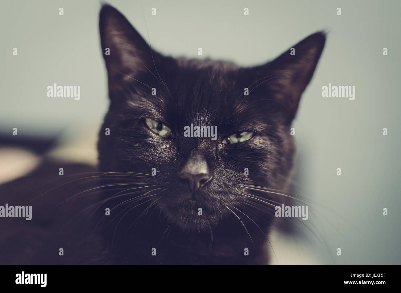 Cat facing hi-res stock photography and images - Alamy