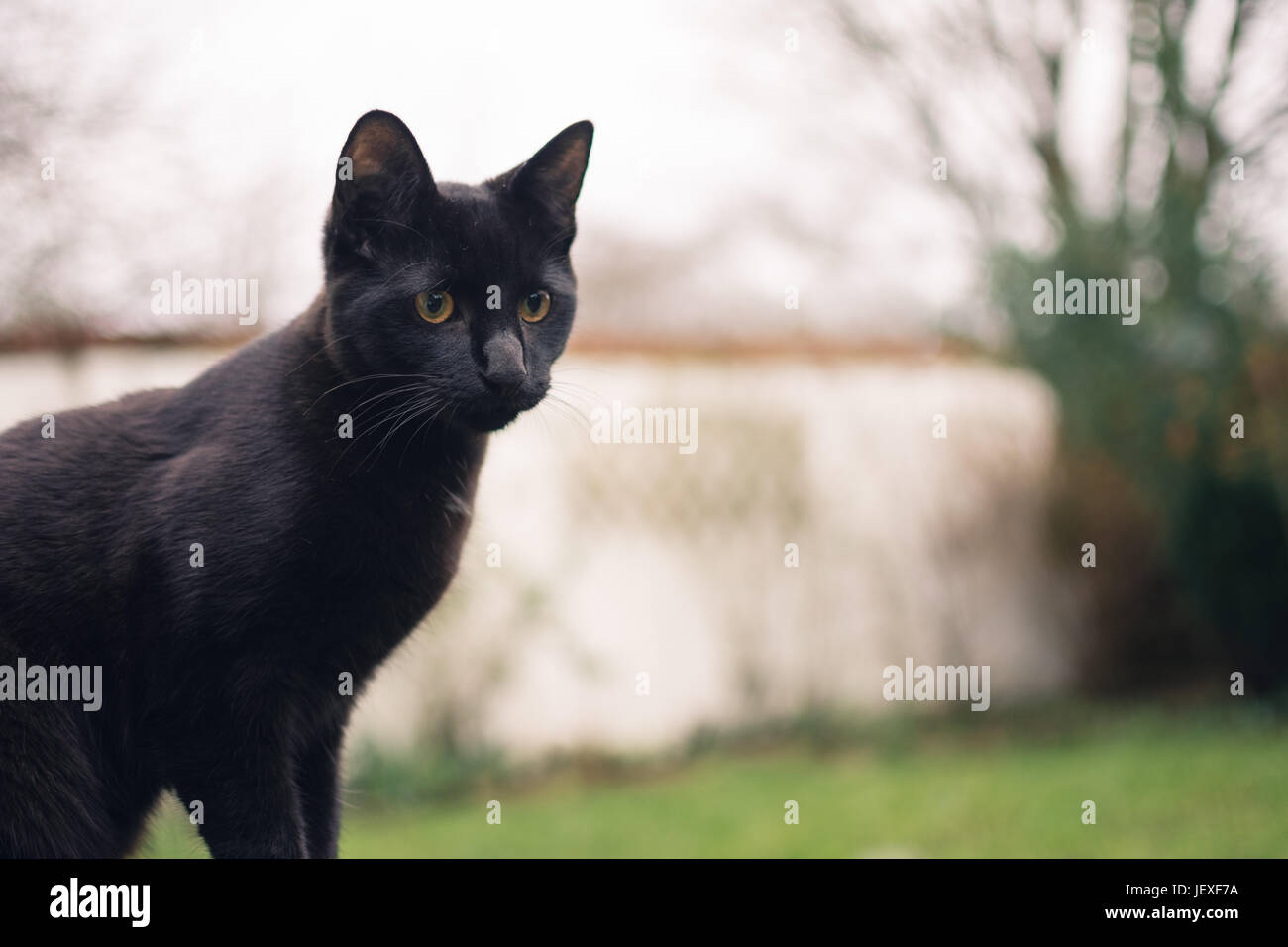 black cat with big nose standing outside Stock Photo - Alamy