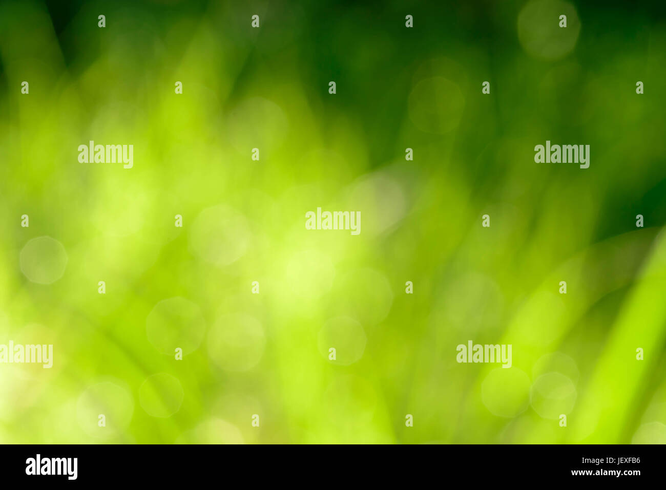 green nature blurred background with bokeh Stock Photo - Alamy