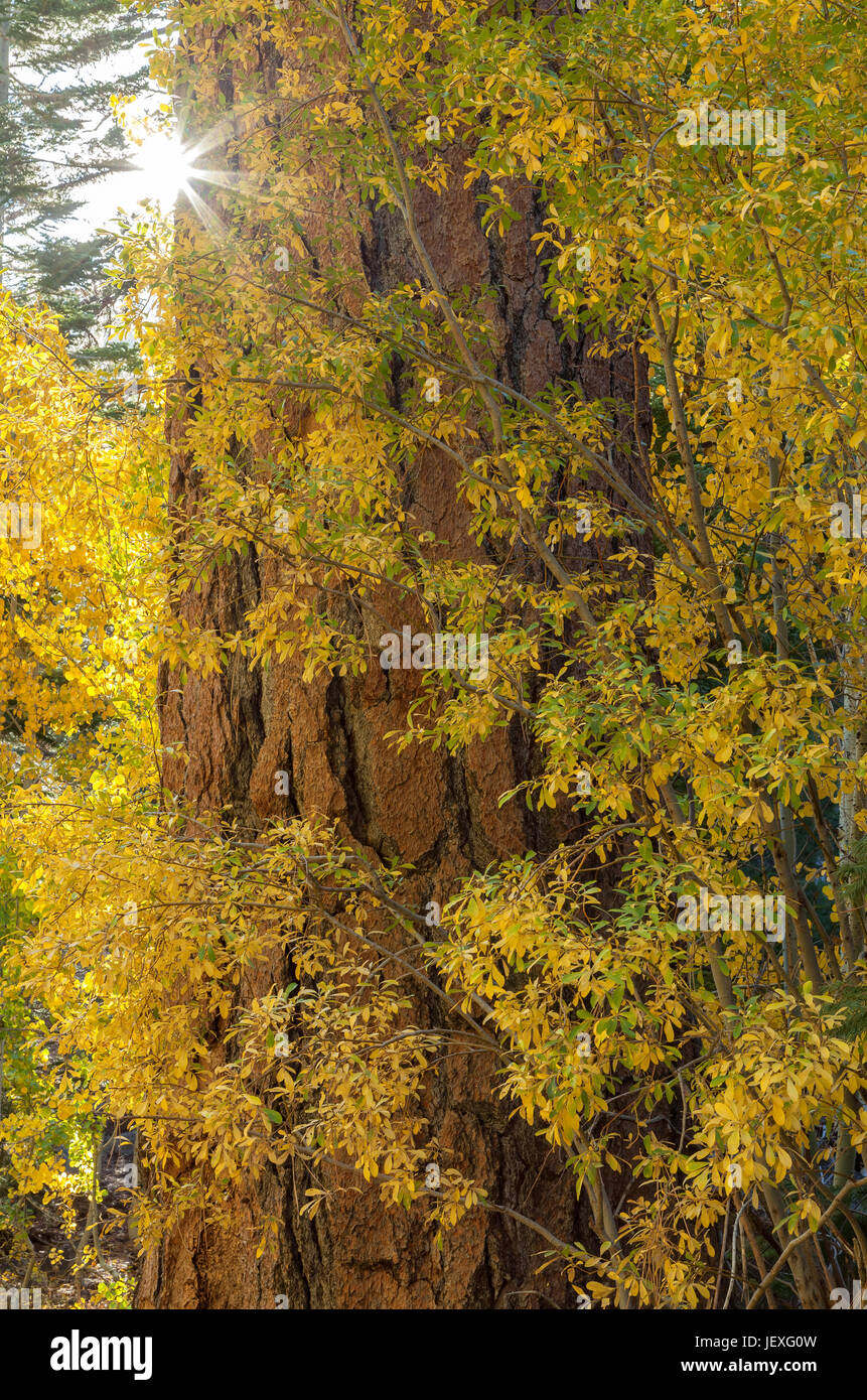 Narrowleaf willow (Salix exigua) in their fall foliage, Inyo National ...