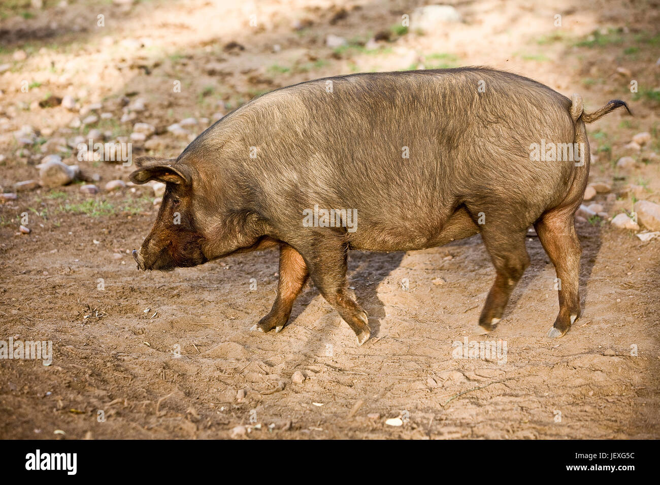 Iberian pig in the Valle de los Pedroches, Cordoba, Spain Stock Photo ...