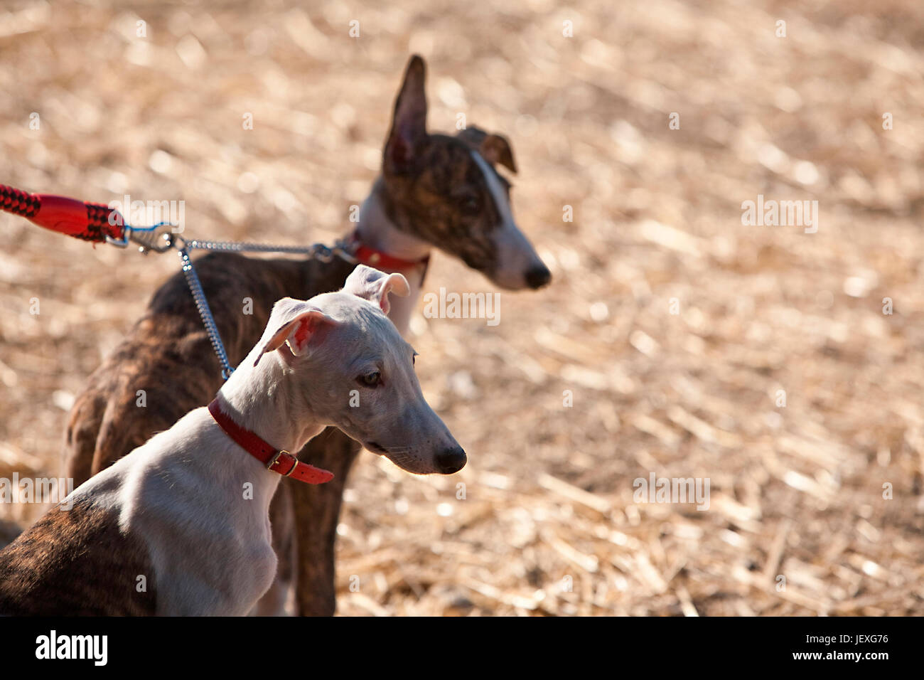 The Greyhound is a breed of dog native of Spain, so it is also known as ...