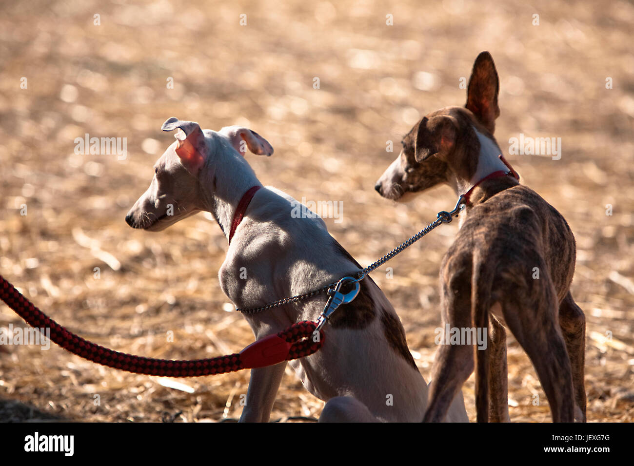 The Greyhound is a breed of dog native of Spain, so it is also known as ...