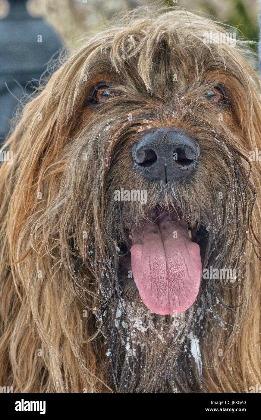 Briard Is Ill With Pseudorabies