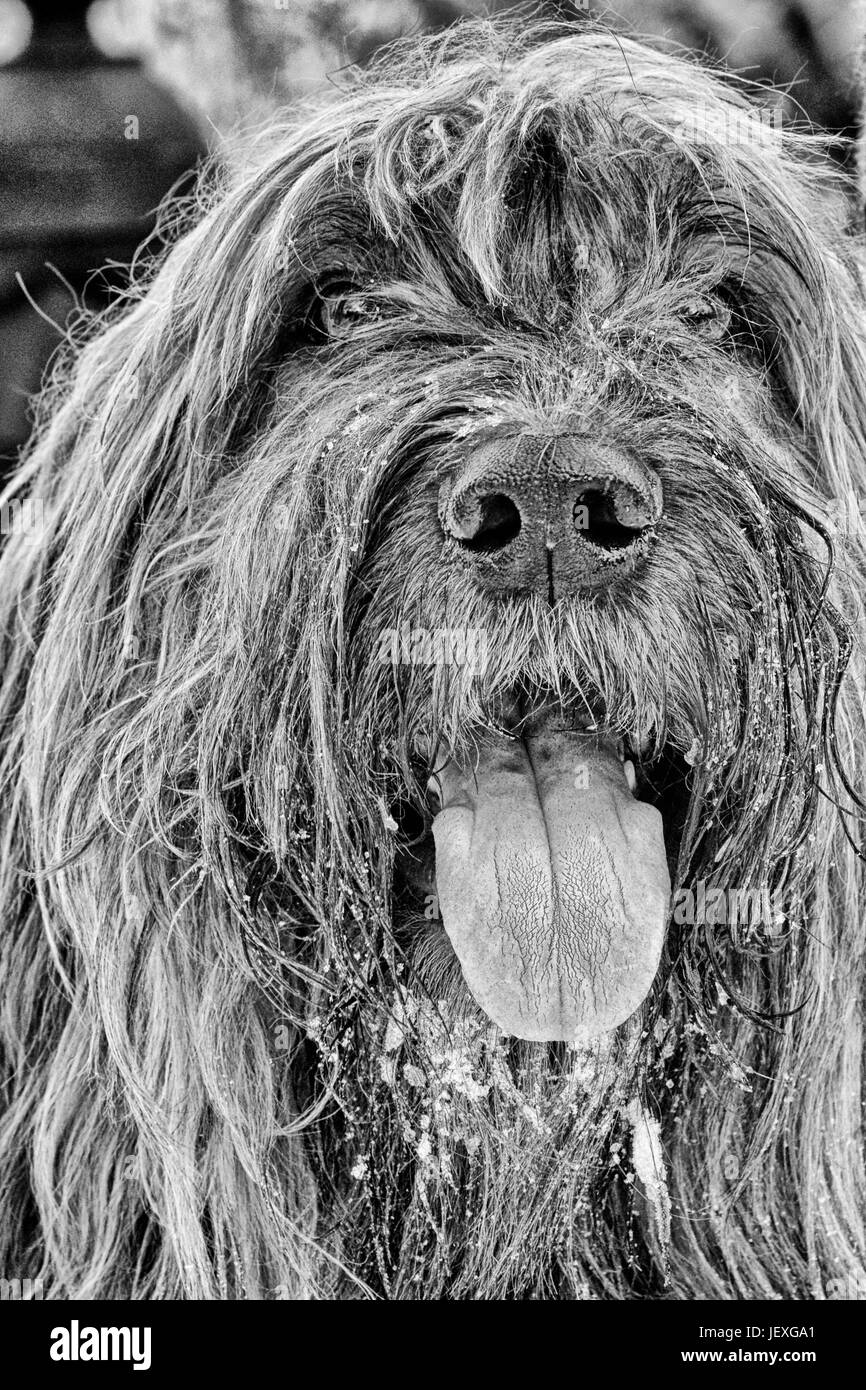 Briard dog Black and White Stock Photos & Images - Alamy