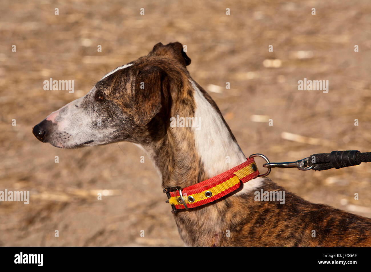 The Greyhound is a breed of dog native of Spain, so it is also known as ...