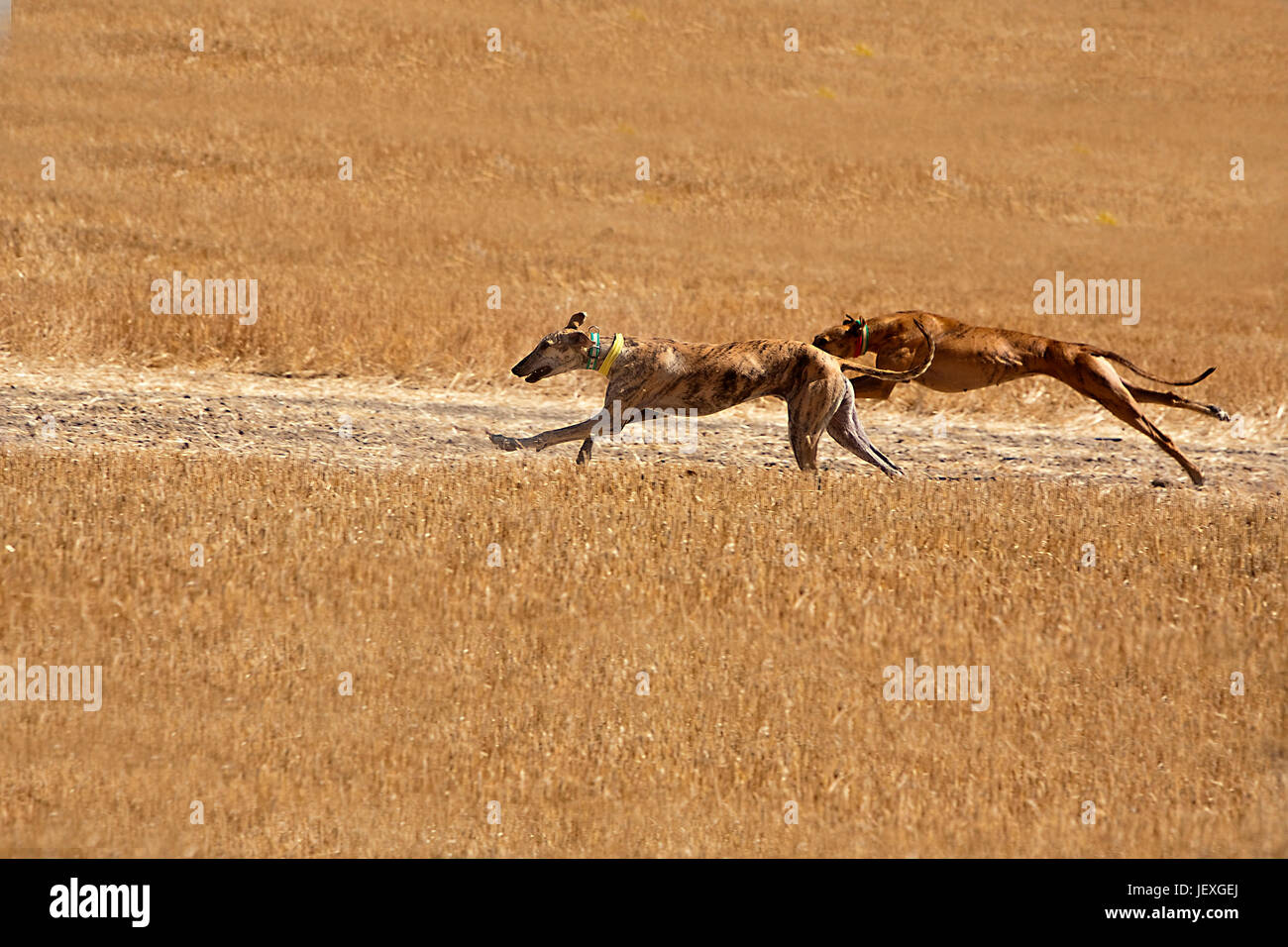 Greyhounds at full speed during a race Stock Photo - Alamy