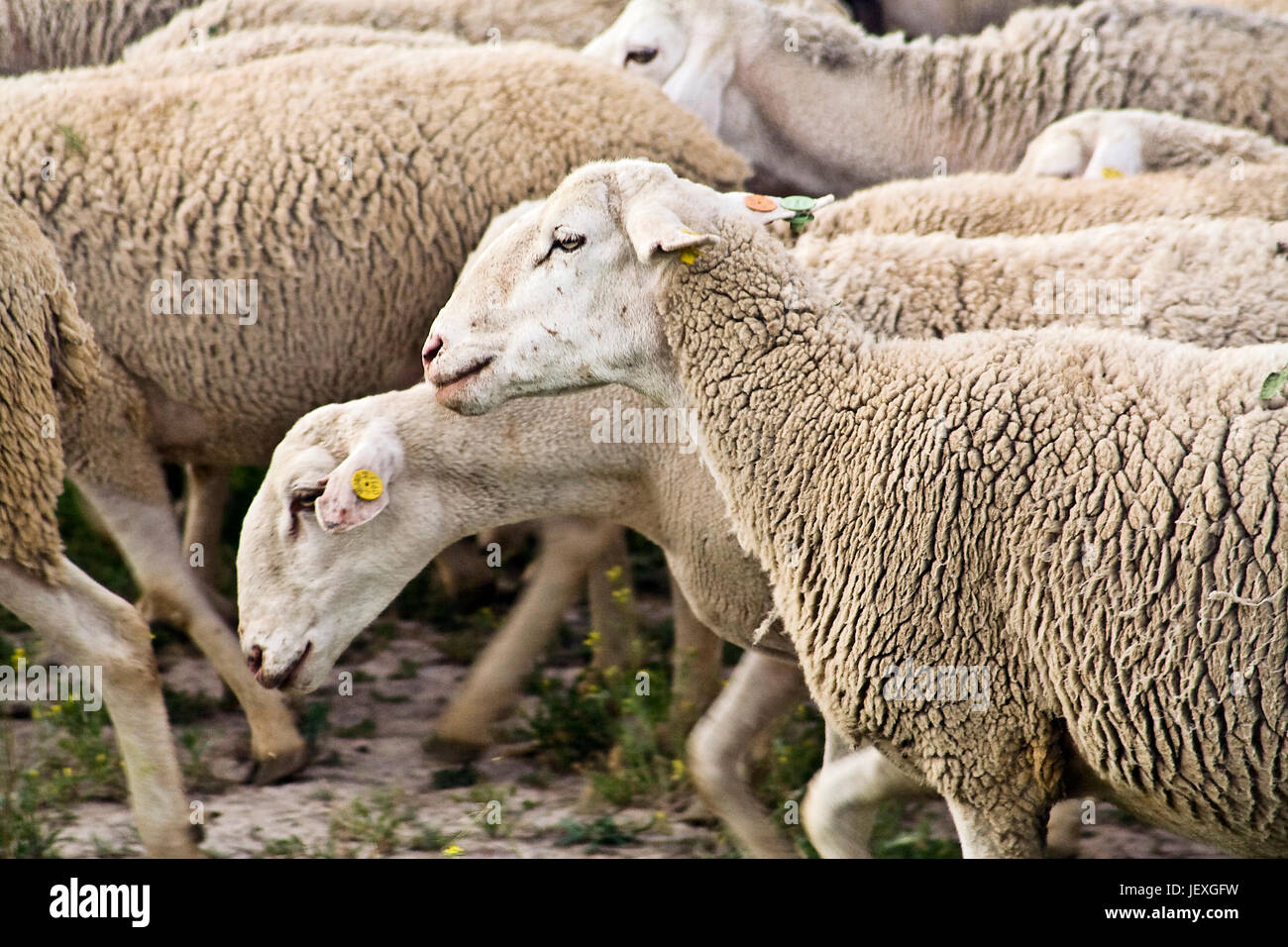 Livestock farm, herd of sheep, Andalusia, Spain Stock Photo - Alamy