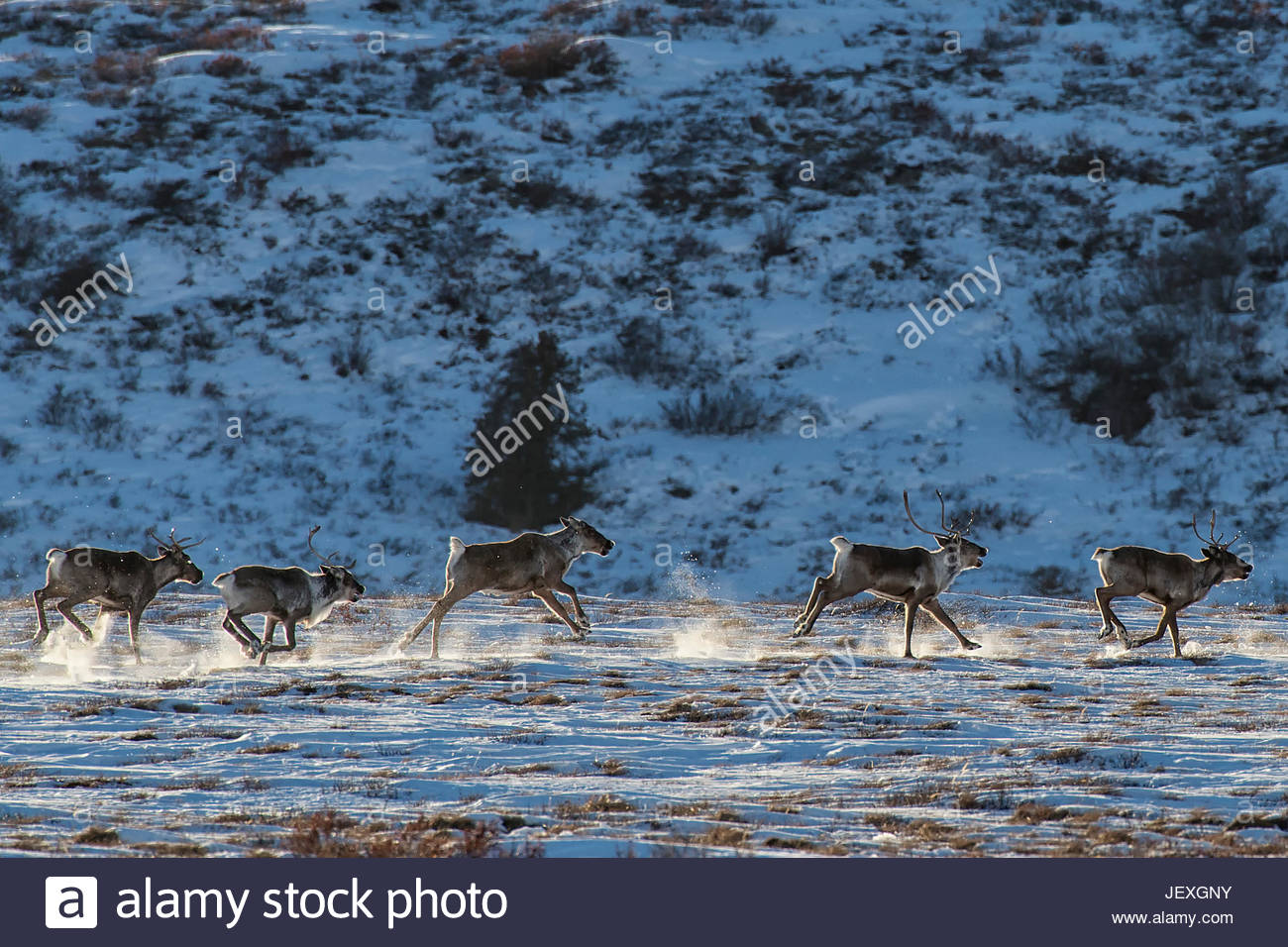 Barren Ground Caribou Stock Photos & Barren Ground Caribou Stock Images ...