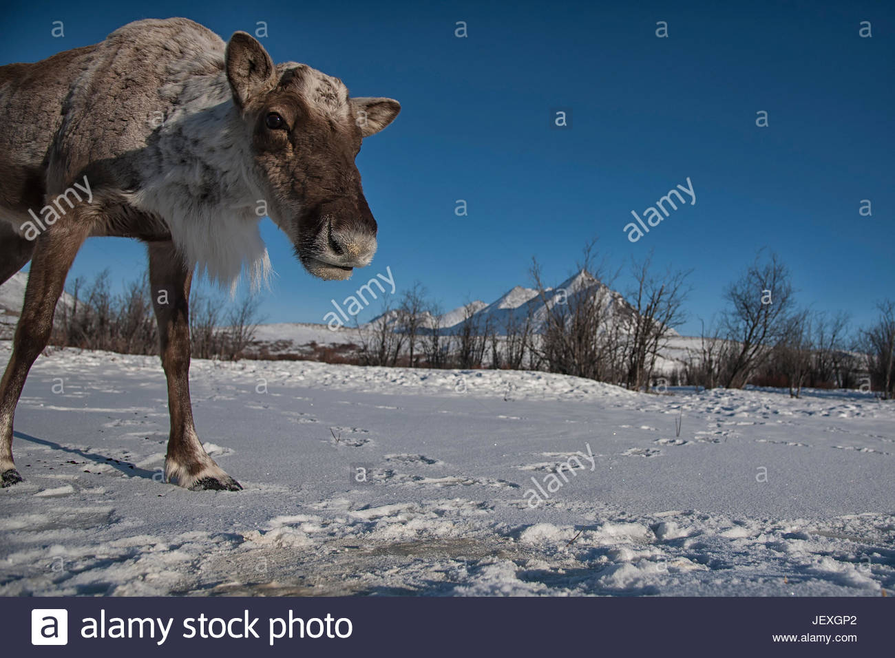 Barren Ground Caribou Stock Photos & Barren Ground Caribou Stock Images ...