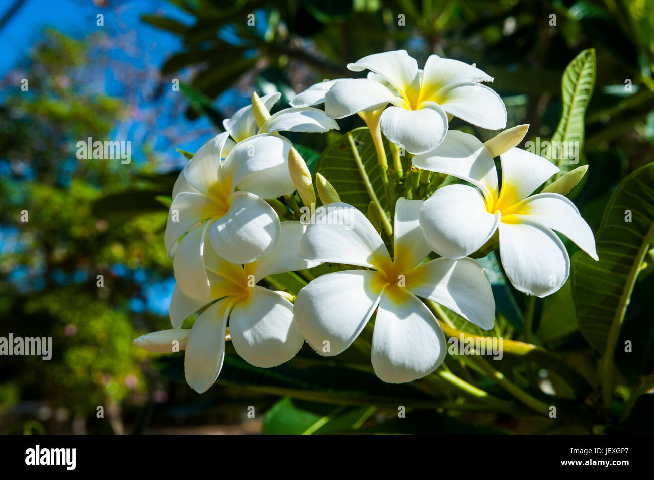 Frangipani (Plumeria) Saipan, Northern Marianas, Central Pacific Stock ...