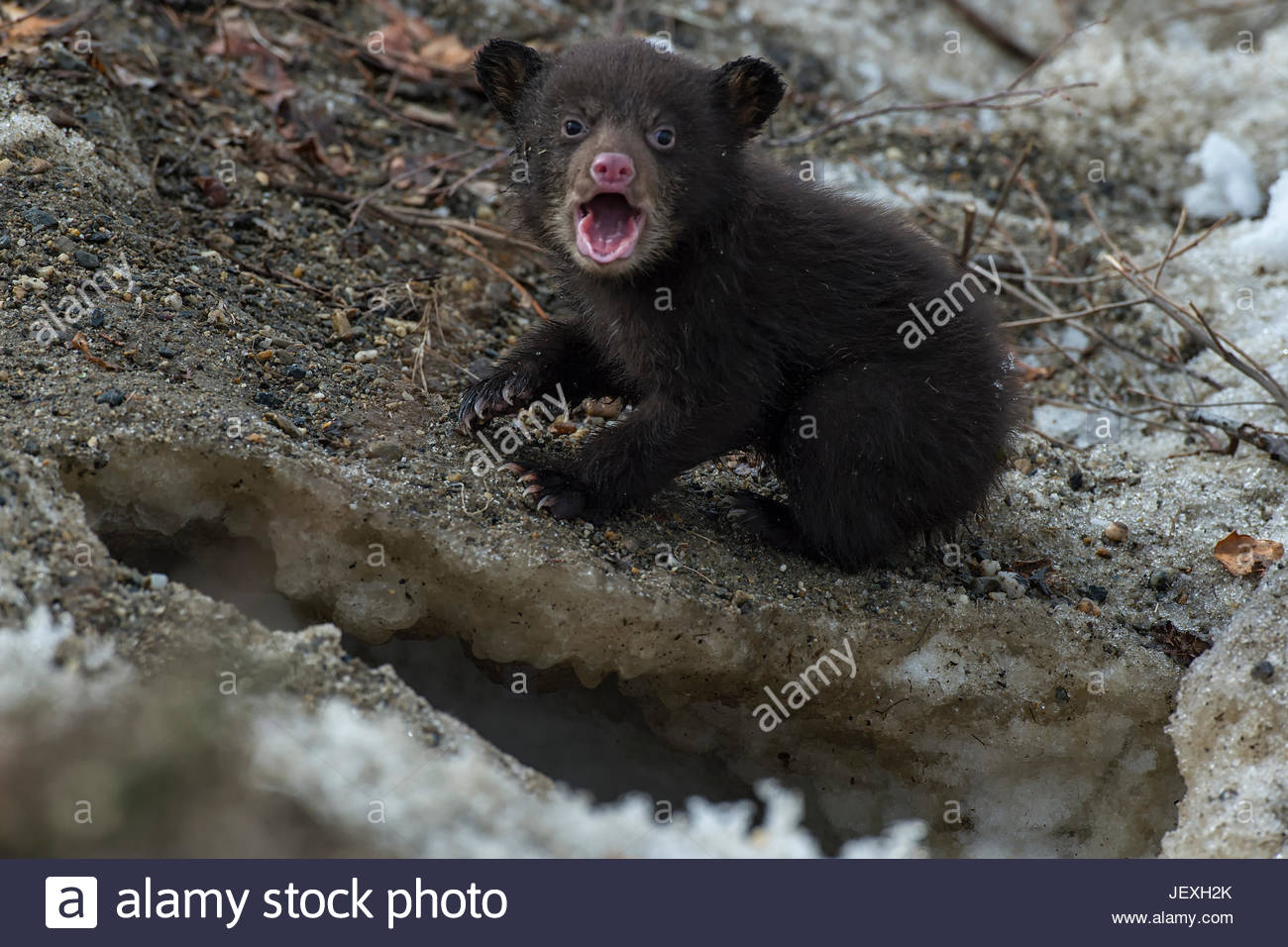 Cub Den Stock Photos & Cub Den Stock Images - Alamy