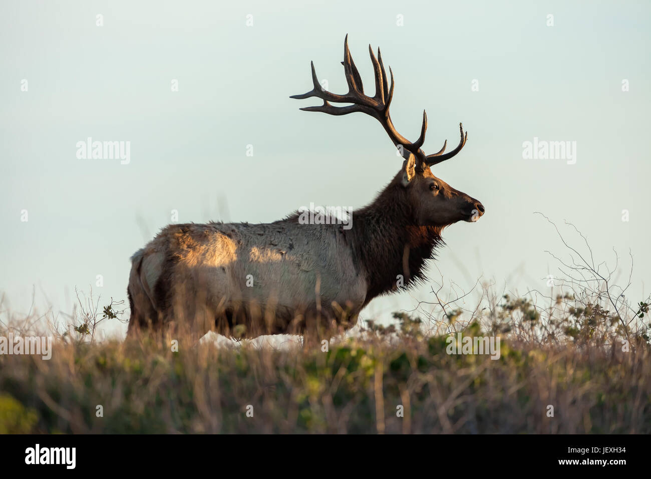 Tule elk bull in Point Reyes National Seashore, USA Stock Photo - Alamy