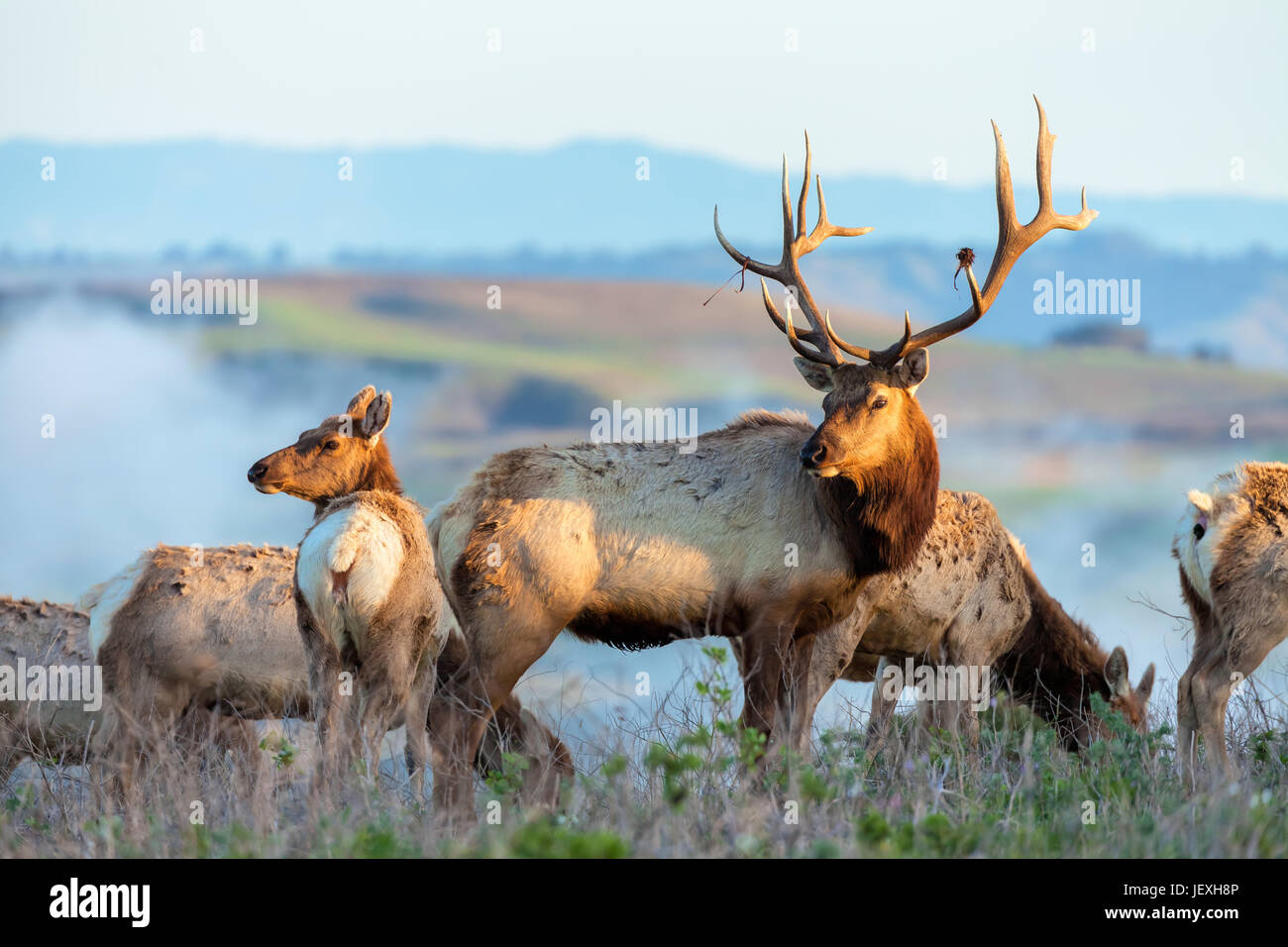 Tule elk bull and its cows Stock Photo - Alamy