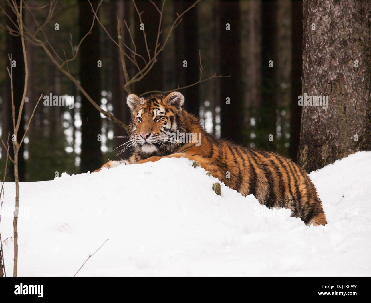 Siberian tiger snow forest hi-res stock photography and images - Alamy
