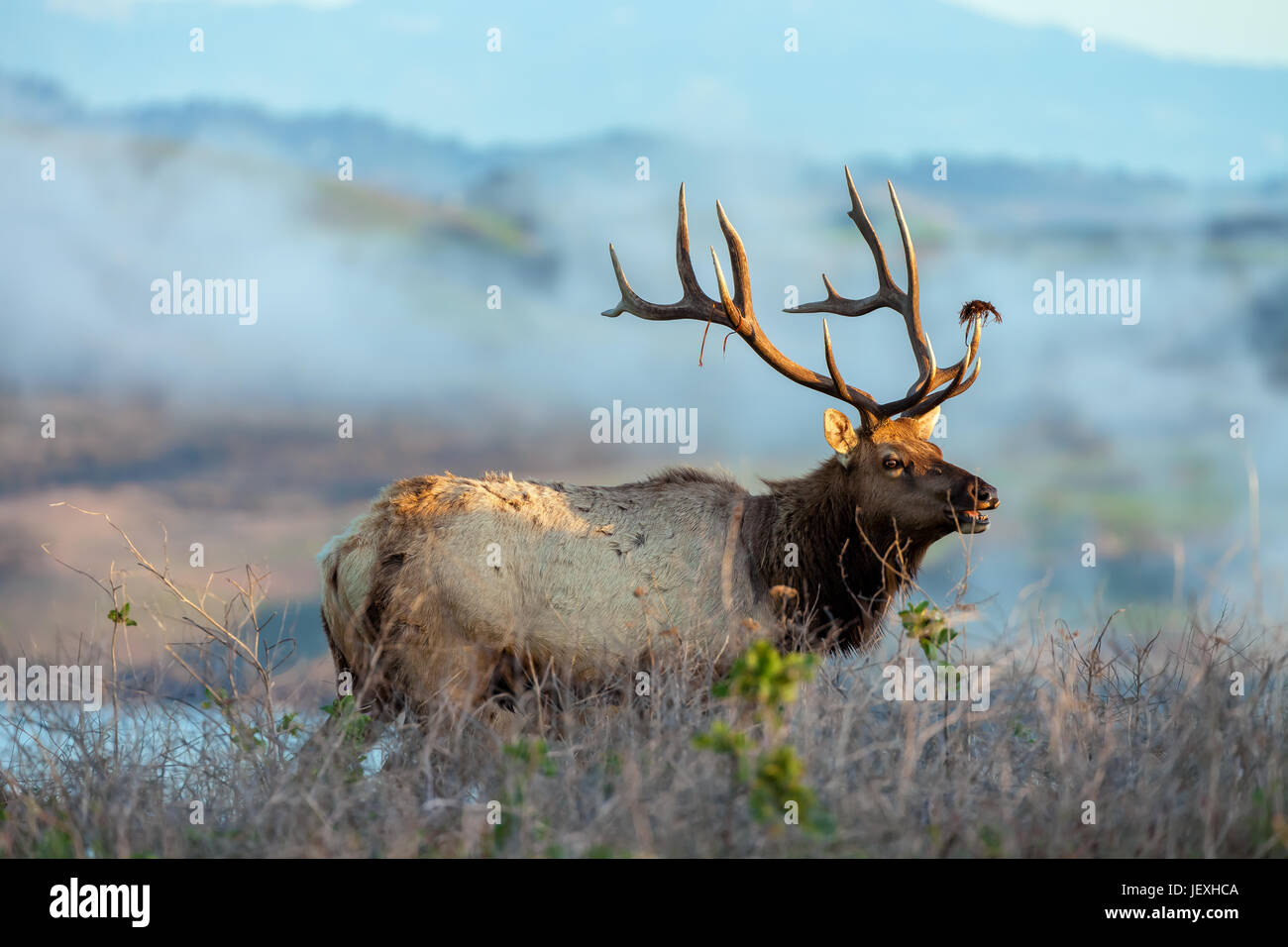 Tule elk bull Cervus canadensis nannodes in Point Reyes National ...