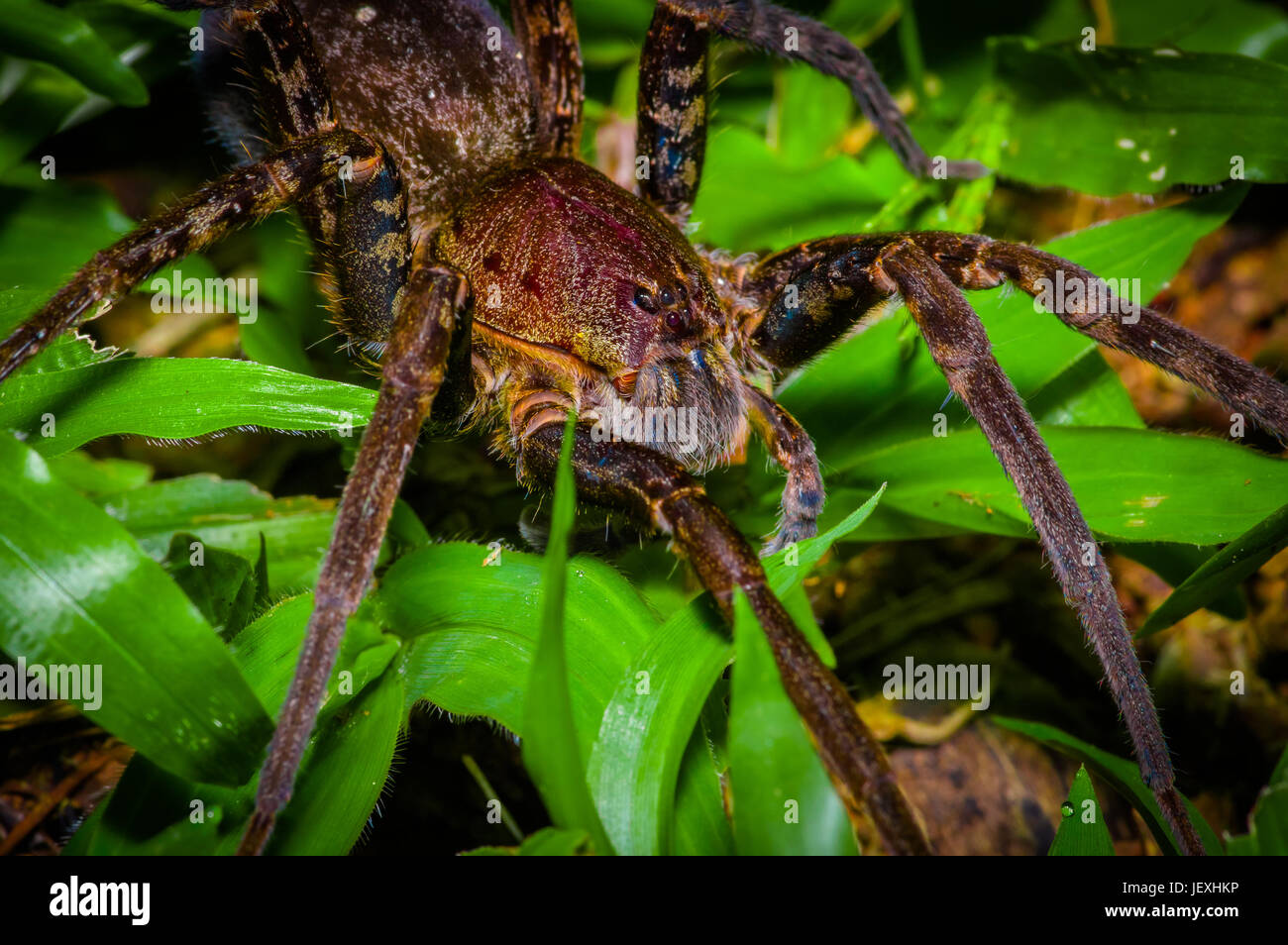 A large spider walking on the ground inside of the forest in Cuyabeno ...