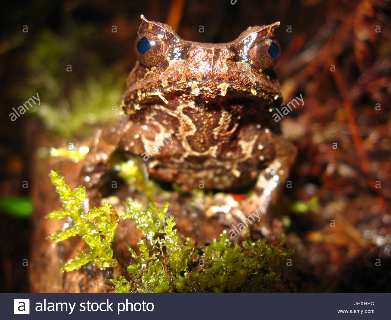 Mindanao Stock Photos & Mindanao Stock Images - Alamy