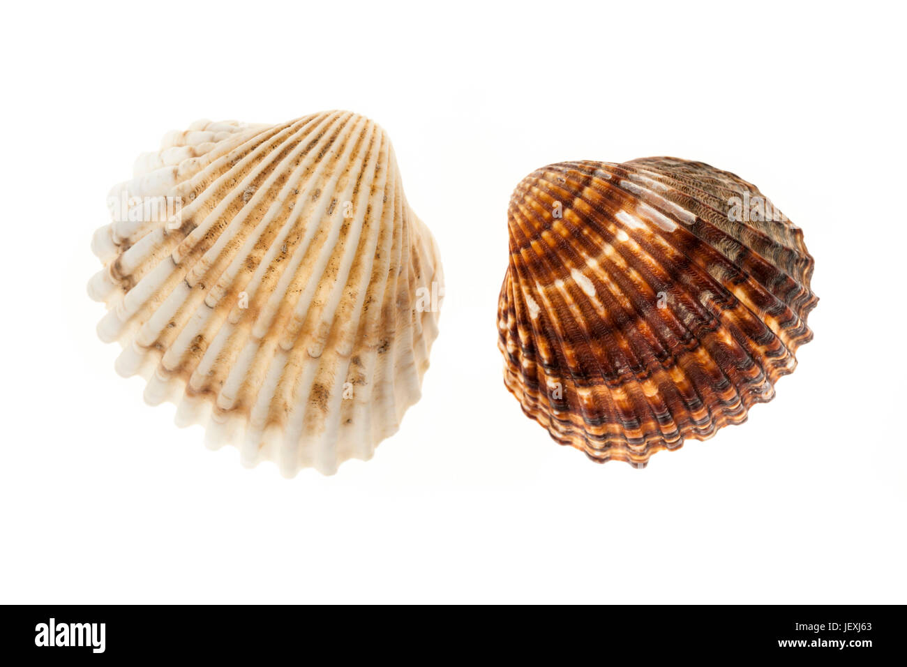 Two brown and beige cockle seashells isolated on white background ...