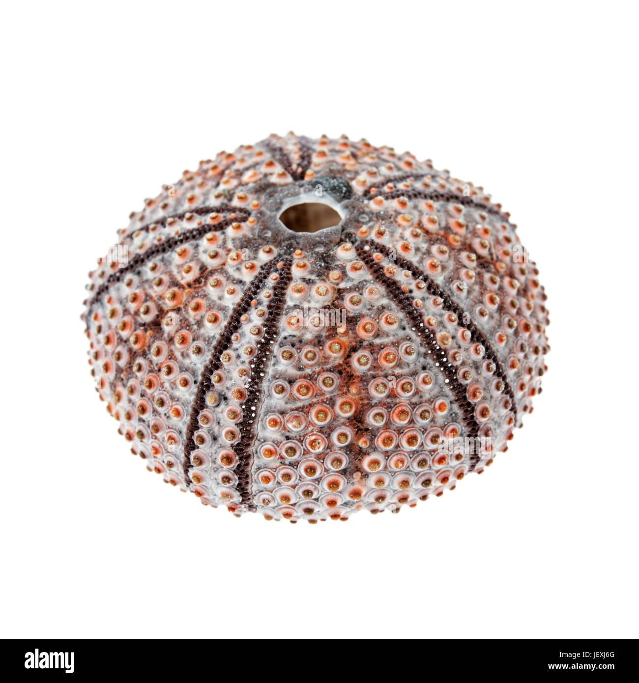 Green Sea Urchin Skeleton at Kaitlyn Joseland blog