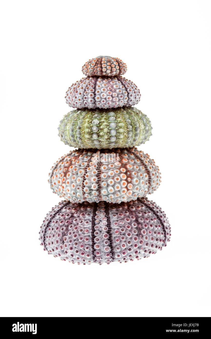 Stack of sea urchin skeletons or shells isolated on white background Stock Photo - Alamy