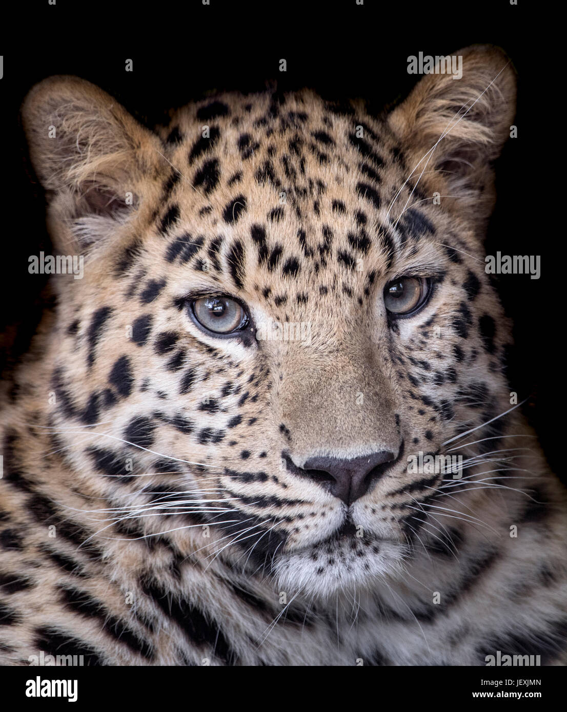 Korean leopard hi-res stock photography and images - Alamy