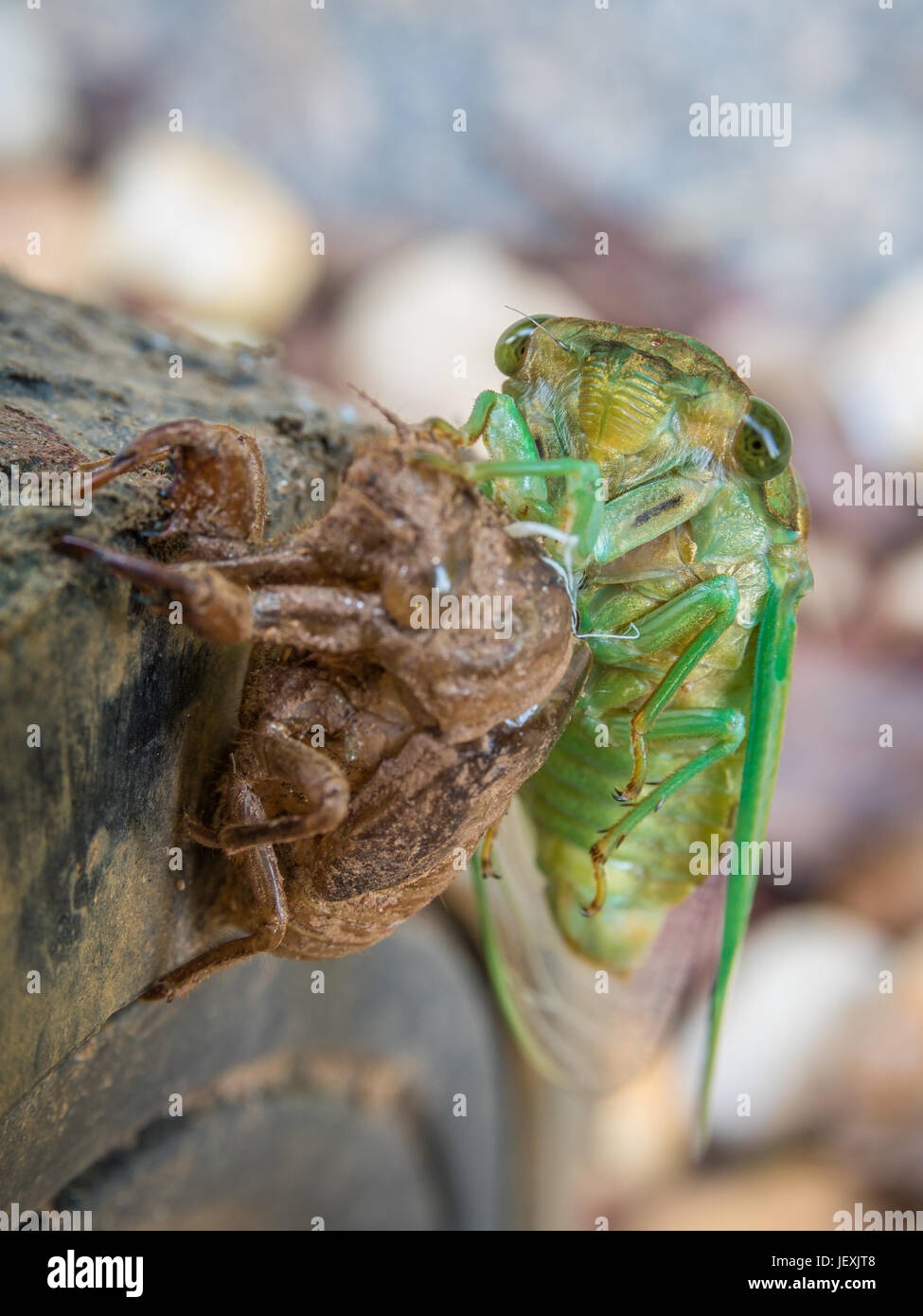 Vertical closeup photo of bright green cicada newly emerged from its ...