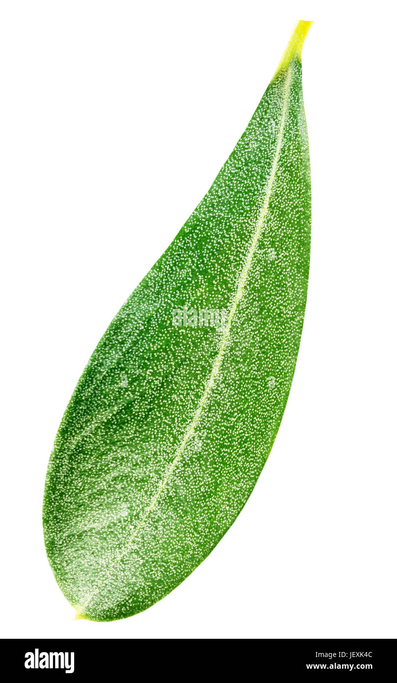 The Olive Leaf Cut Out Stock Images & Pictures - Alamy
