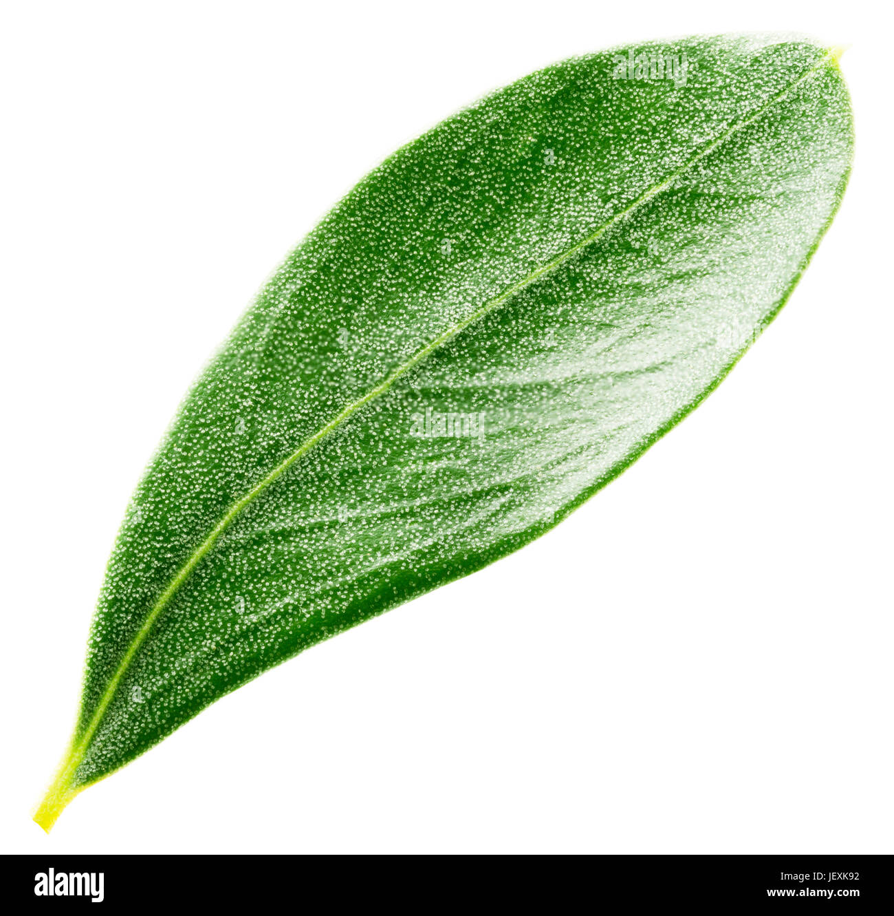 Olive leaf hi-res stock photography and images - Alamy