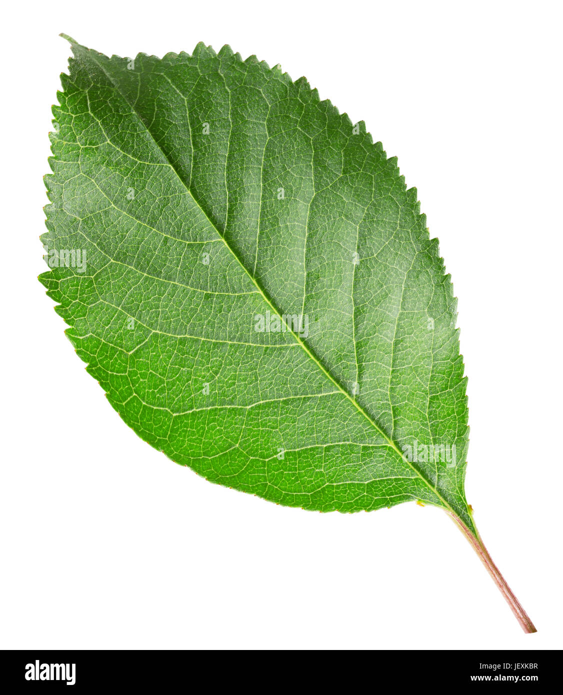 cherry leaf isolated on a white background Stock Photo - Alamy