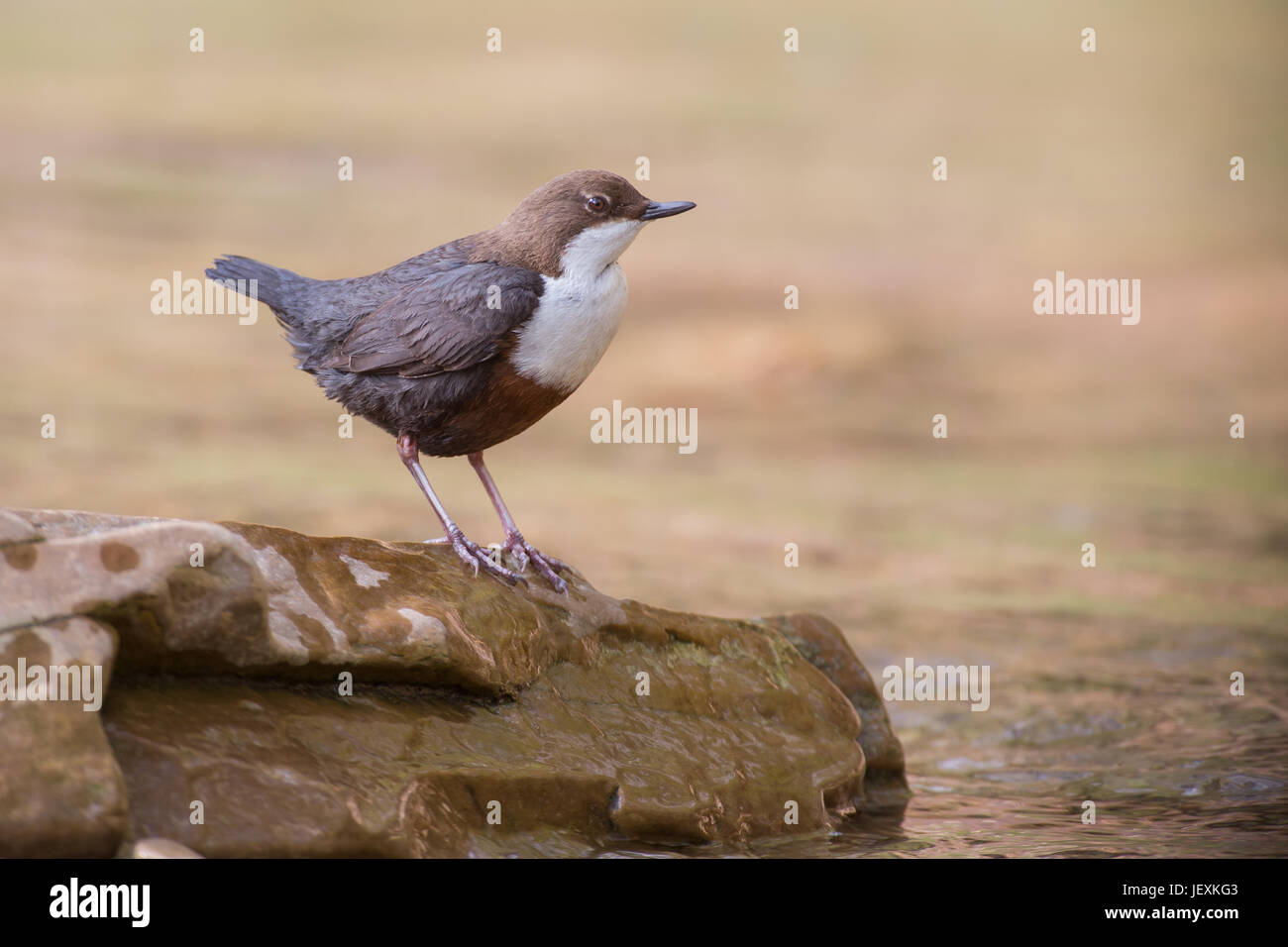 Dipper fauna hi-res stock photography and images - Alamy