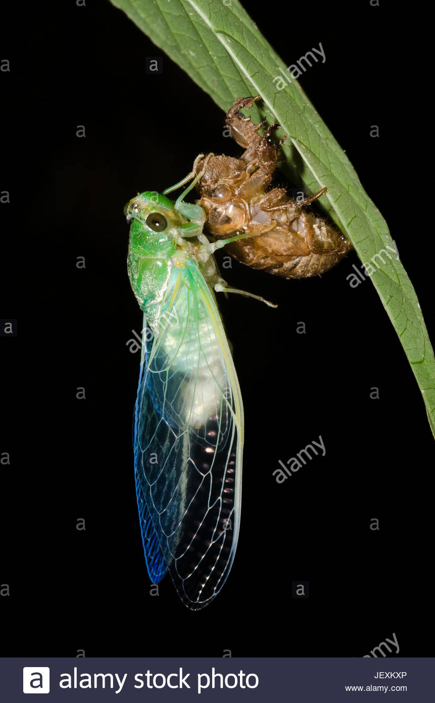 Cicada Exoskeleton Stock Photos & Cicada Exoskeleton Stock Images - Alamy