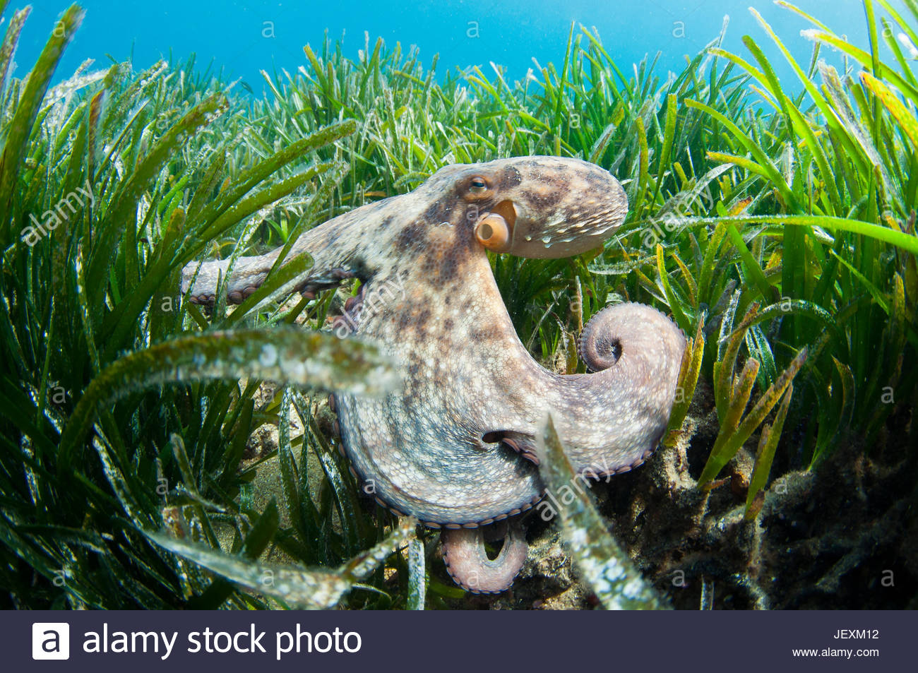 Octopus Underwater Stock Photos & Octopus Underwater Stock Images - Alamy