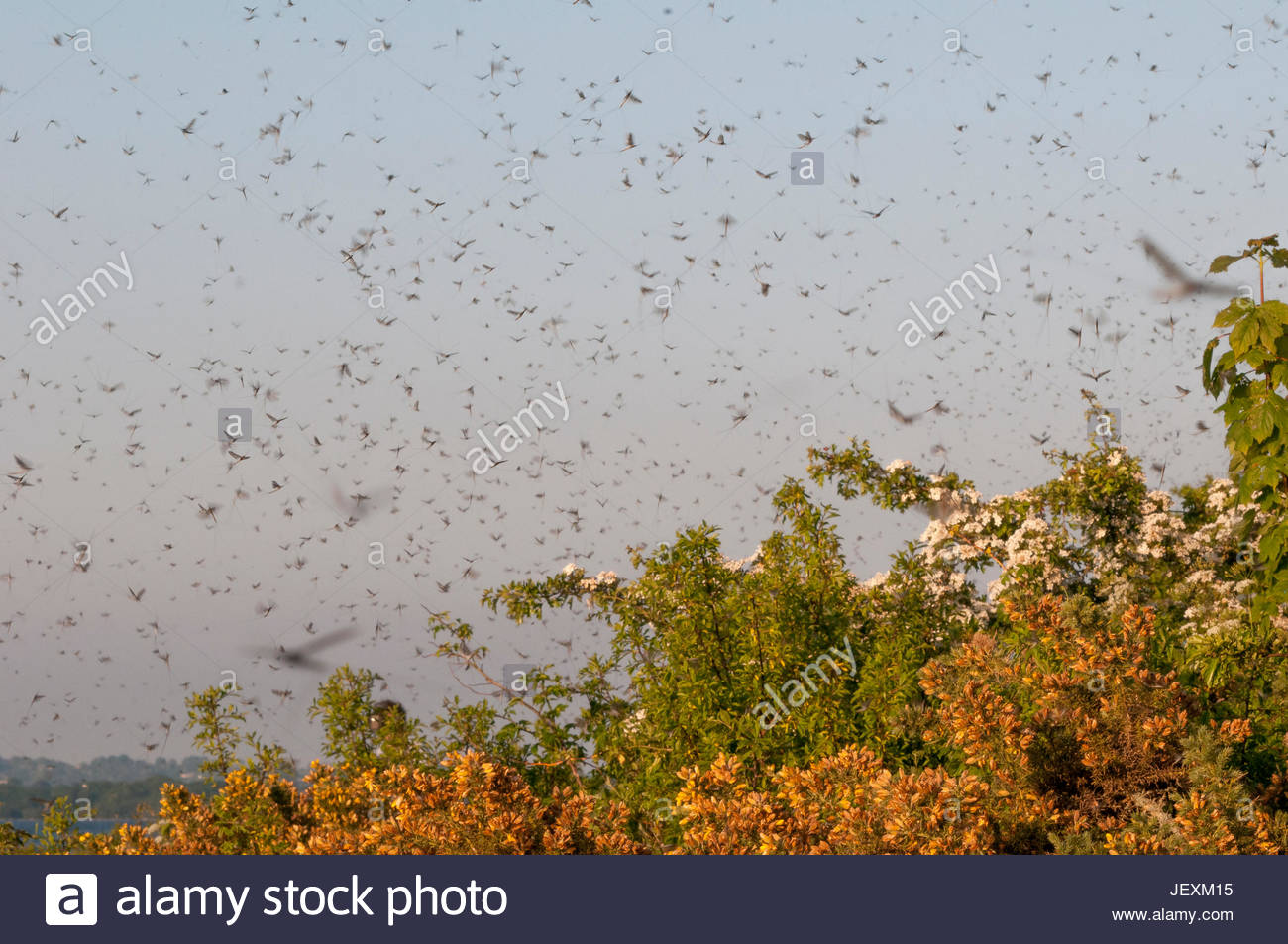 Mayflies Stock Photos & Mayflies Stock Images - Alamy