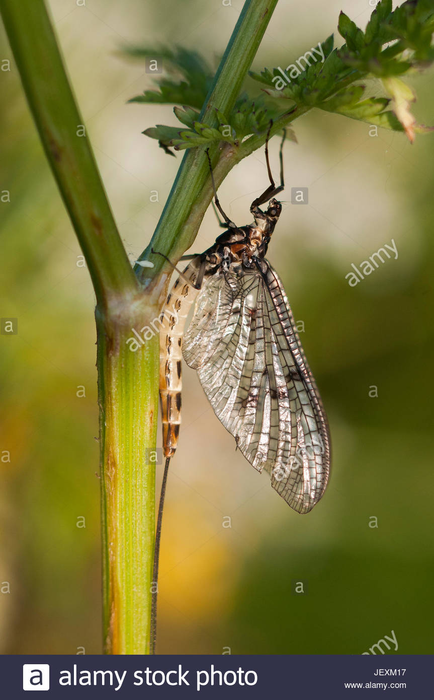 Ephemeroptera High Resolution Stock Photography and Images - Alamy