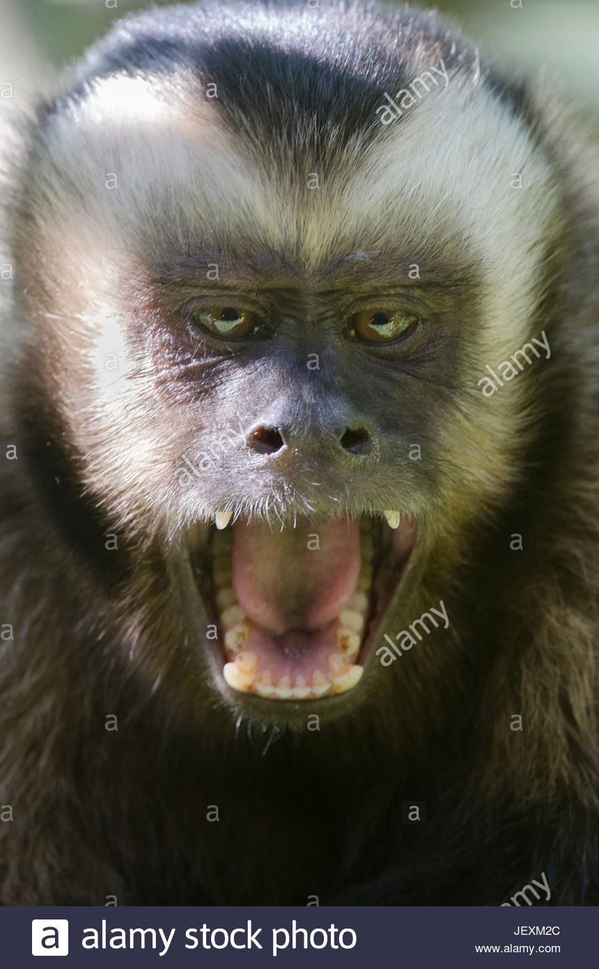 Capuchin Monkey Stock Photos & Capuchin Monkey Stock Images - Alamy