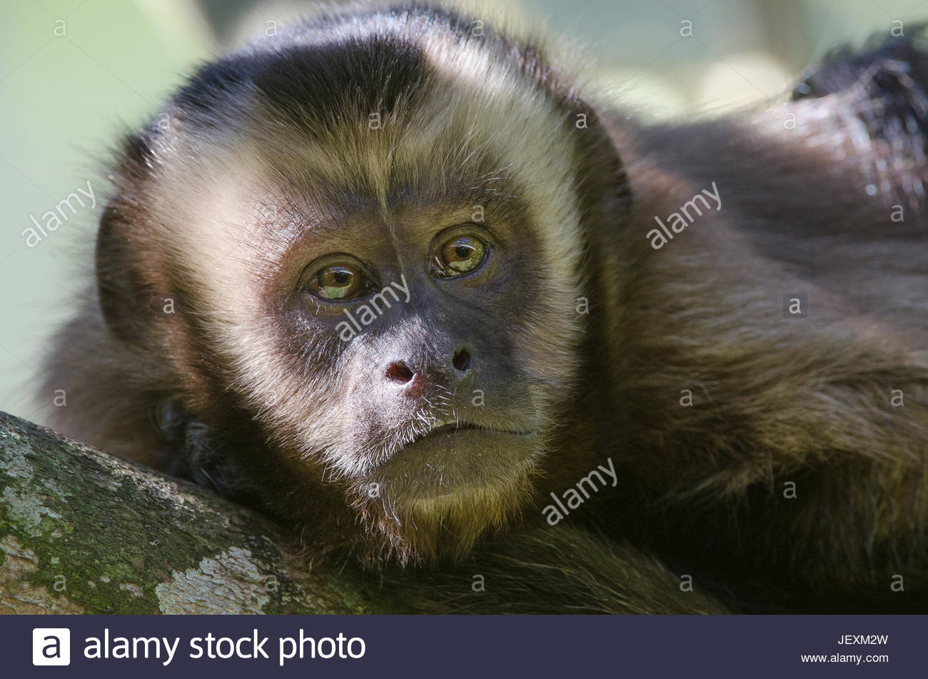 Sapajus Apella Stock Photos & Sapajus Apella Stock Images - Alamy