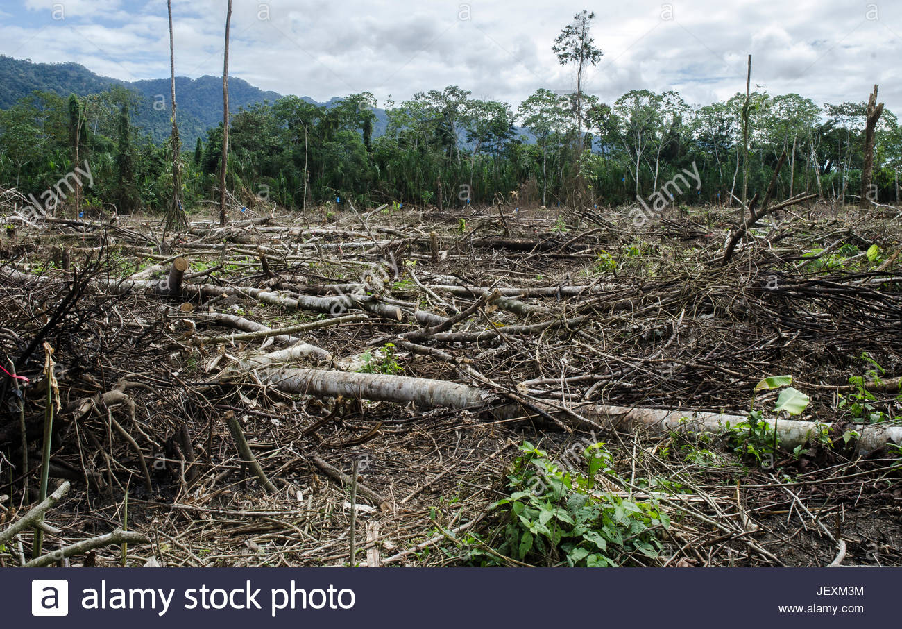 Deforested Land Stock Photos & Deforested Land Stock Images - Alamy