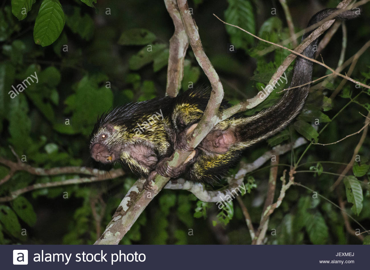 Porcupine Tree Stock Photos & Porcupine Tree Stock Images - Alamy
