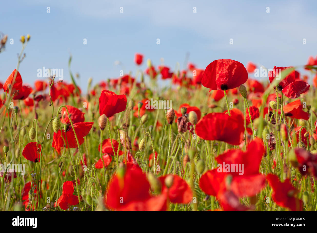 West pentire cornwall hi-res stock photography and images - Alamy