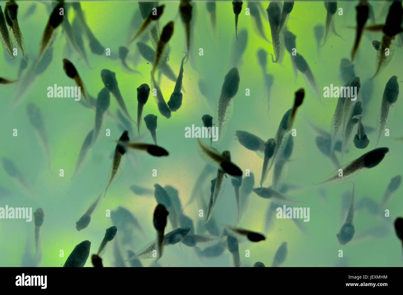 Agalychnis callidryas tadpoles hi-res stock photography and images - Alamy
